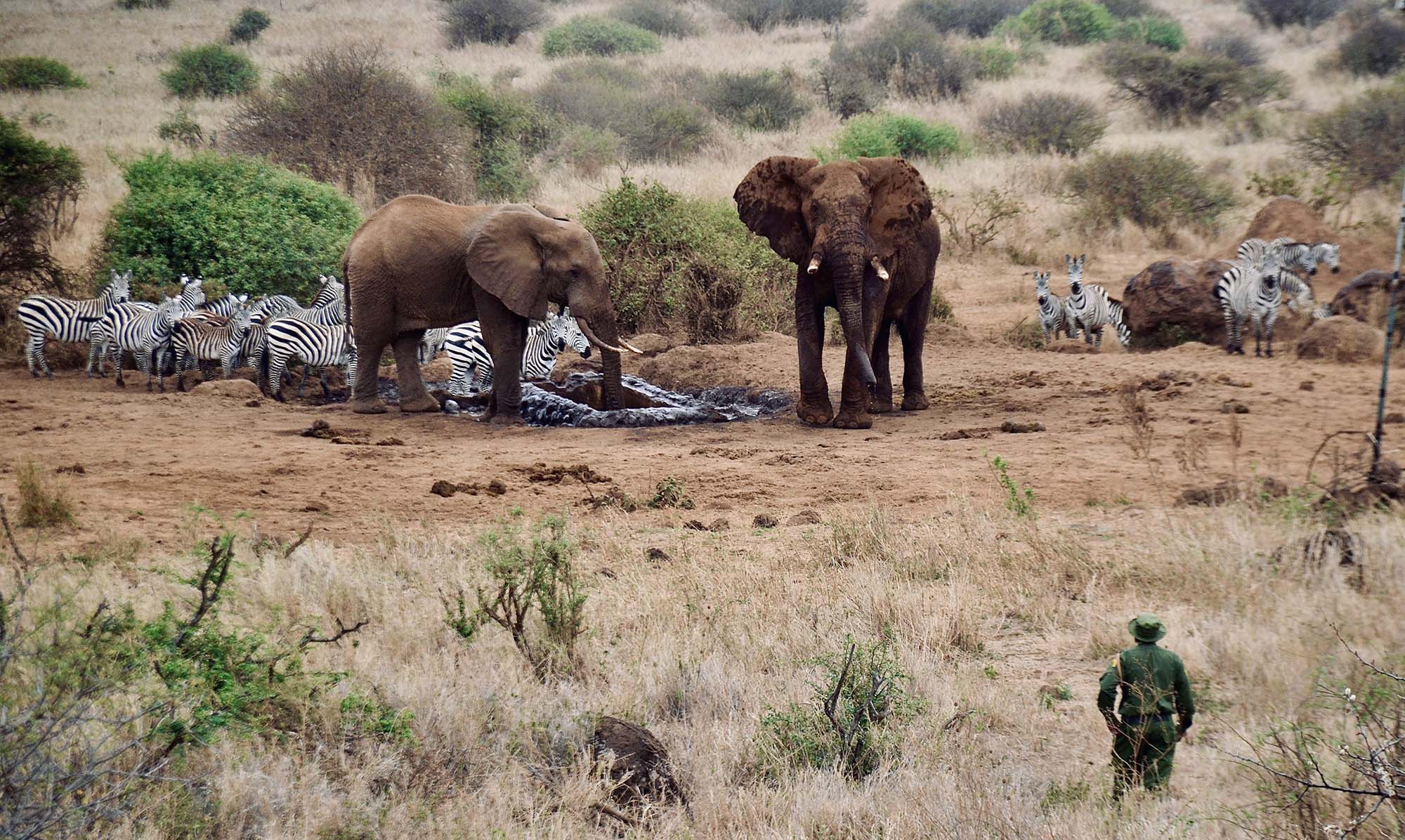 Wildlife Conservancy Rangers Association | Protecting Wildlife And Wild ...